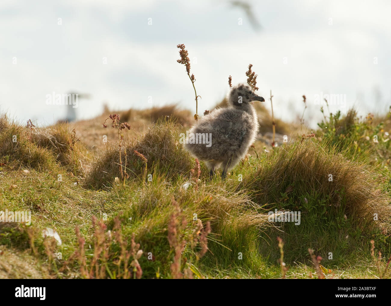 Juvenile great black backed gull hi-res stock photography and images ...
