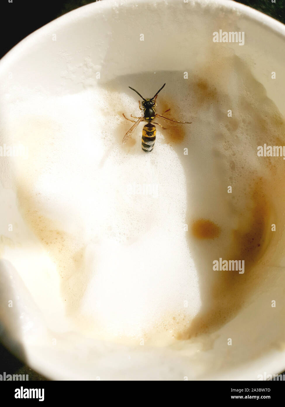 Drowning insects hi-res stock photography and images - Alamy