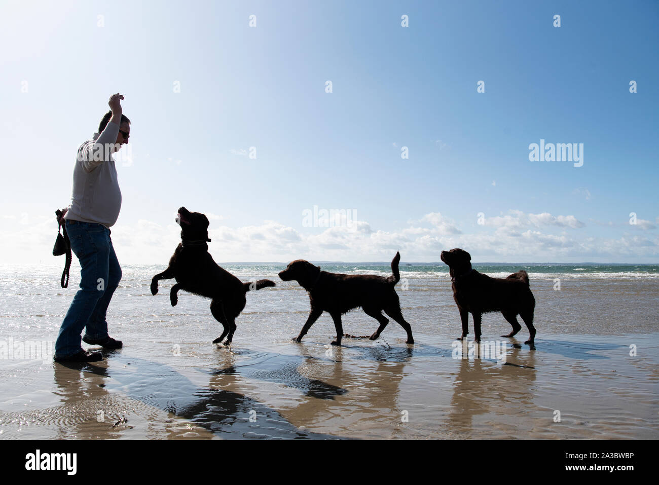 Chocolate Labrador Dogs walking on Hayling Island Beach Stock Photo - Alamy