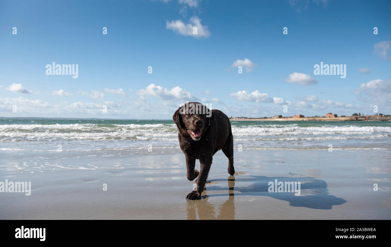 Chocolate Labrador Dog walking on Hayling Island Beach Stock Photo - Alamy