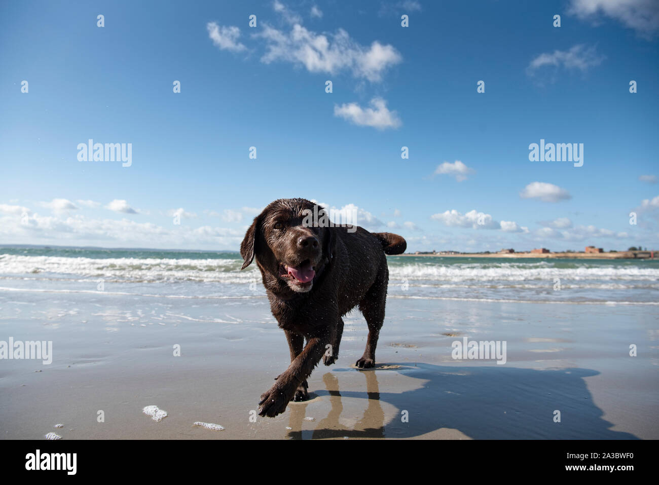 Chocolate Labrador Dog walking on Hayling Island Beach Stock Photo - Alamy