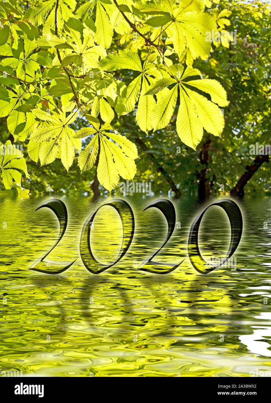 2020, green leaves and water reflections, nature and environment zen ...