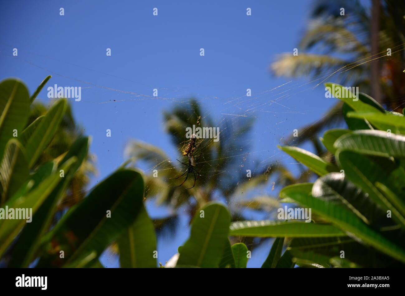 The view of the spider in Zanzibar Stock Photo - Alamy