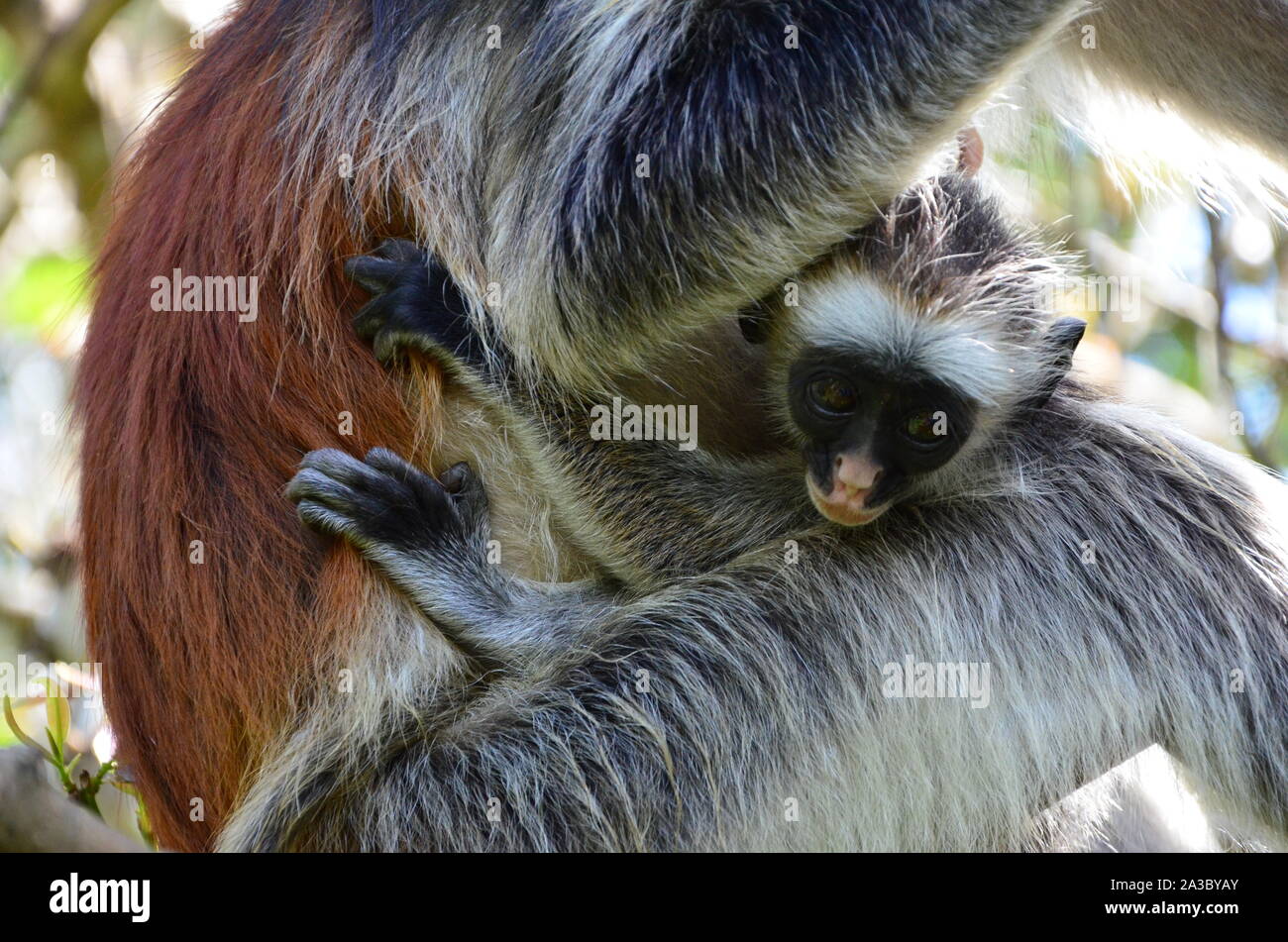 The monkeys paw hi-res stock photography and images - Alamy