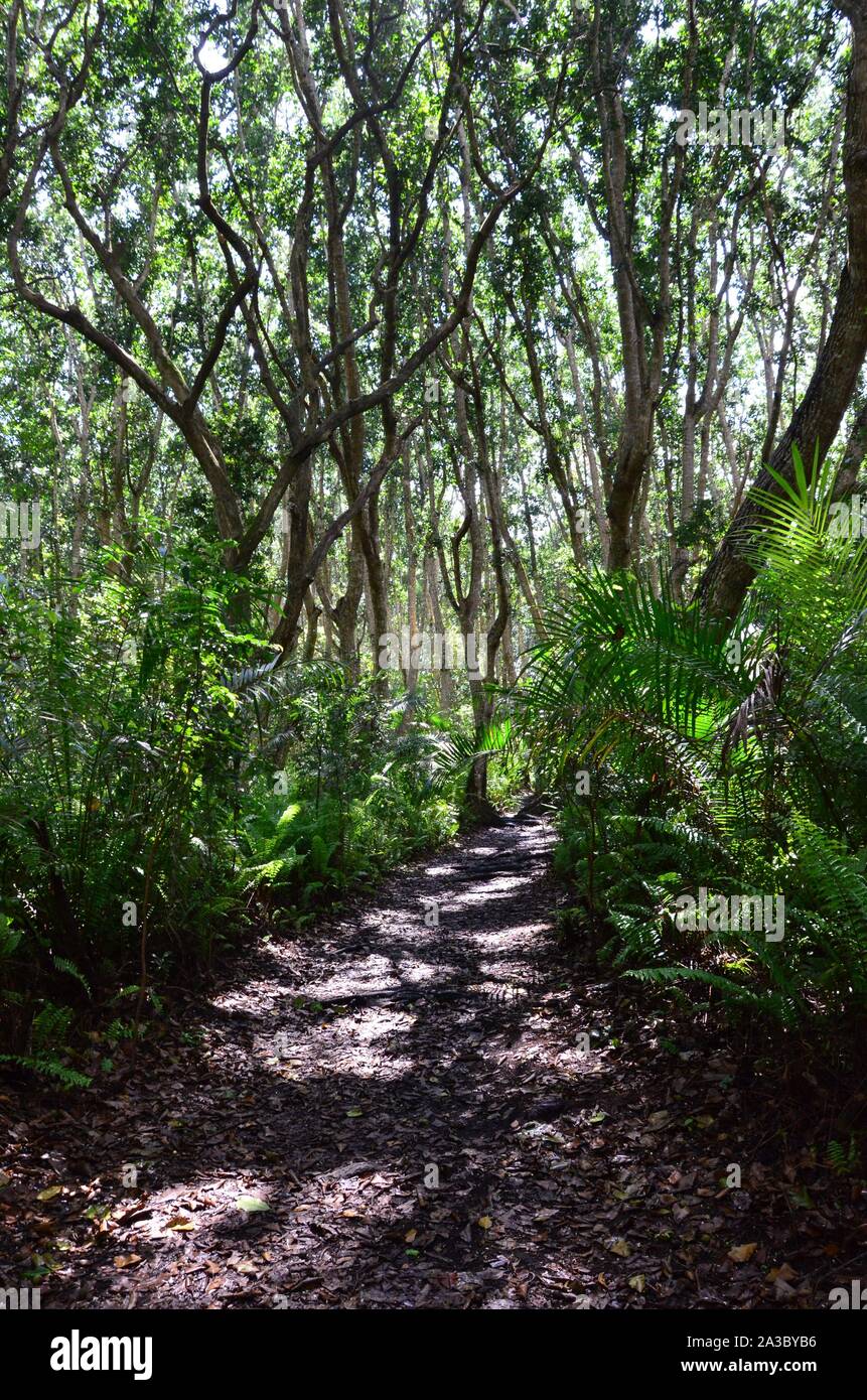 The view of the forest and the hidden path Stock Photo - Alamy