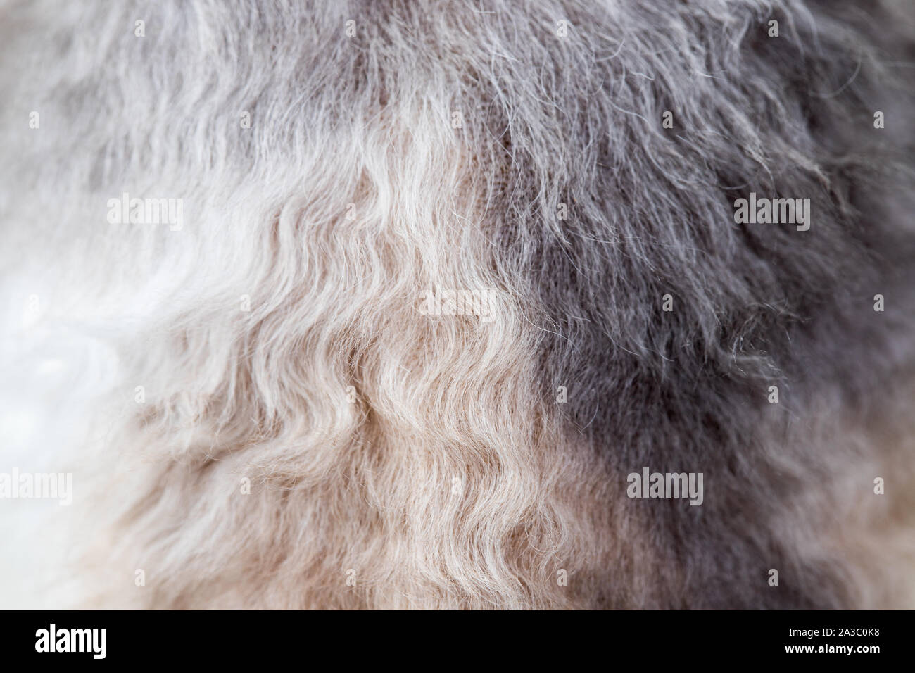 Soft cat fur texture hi-res stock photography and images - Alamy