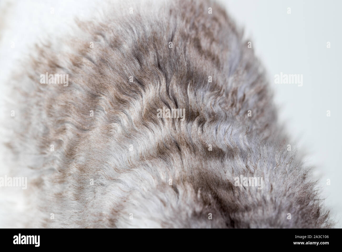 Background texture curly-haired cat fur, wool close up Stock Photo - Alamy
