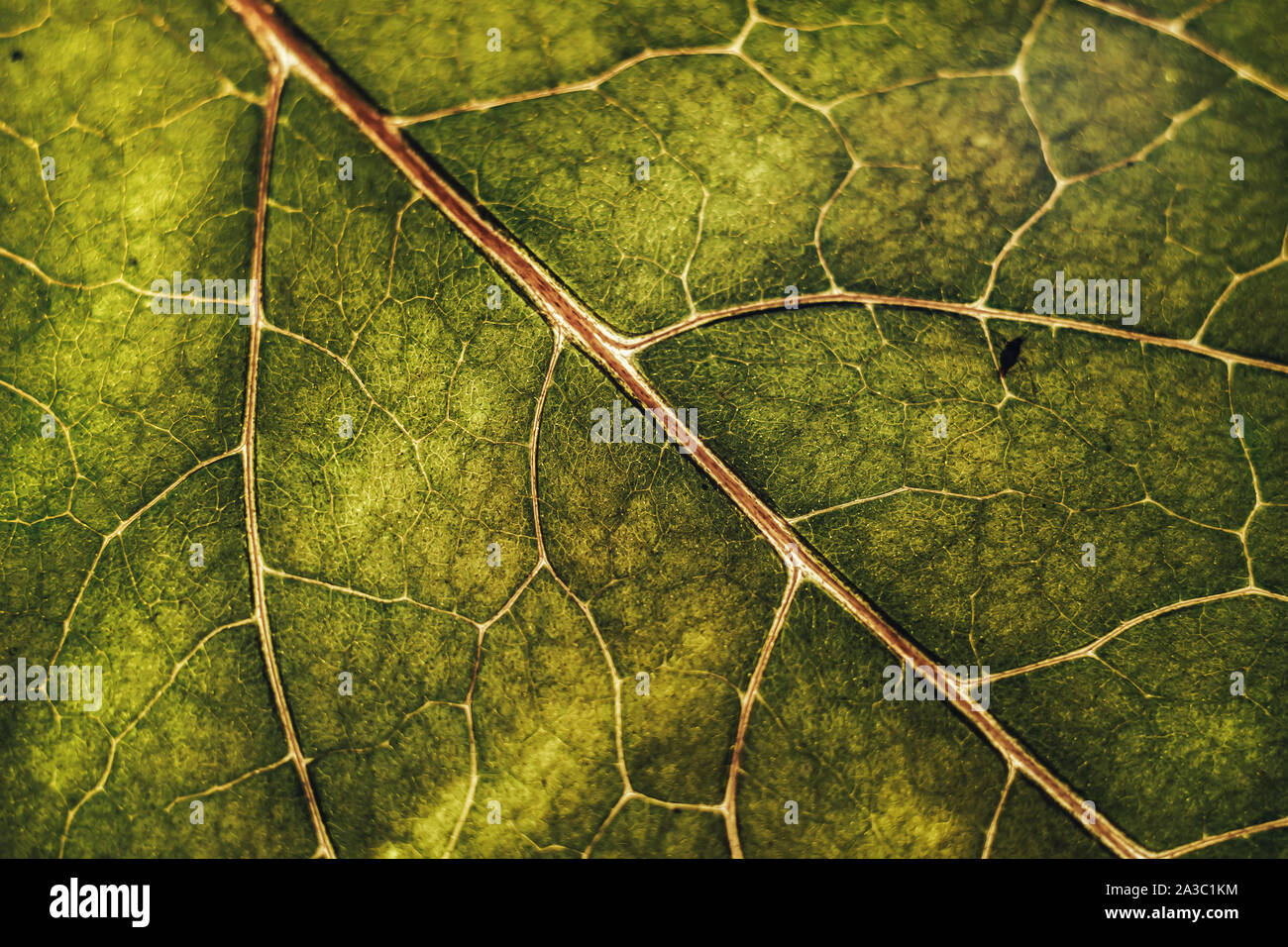 Beautiful close up green leaf background Stock Photo - Alamy