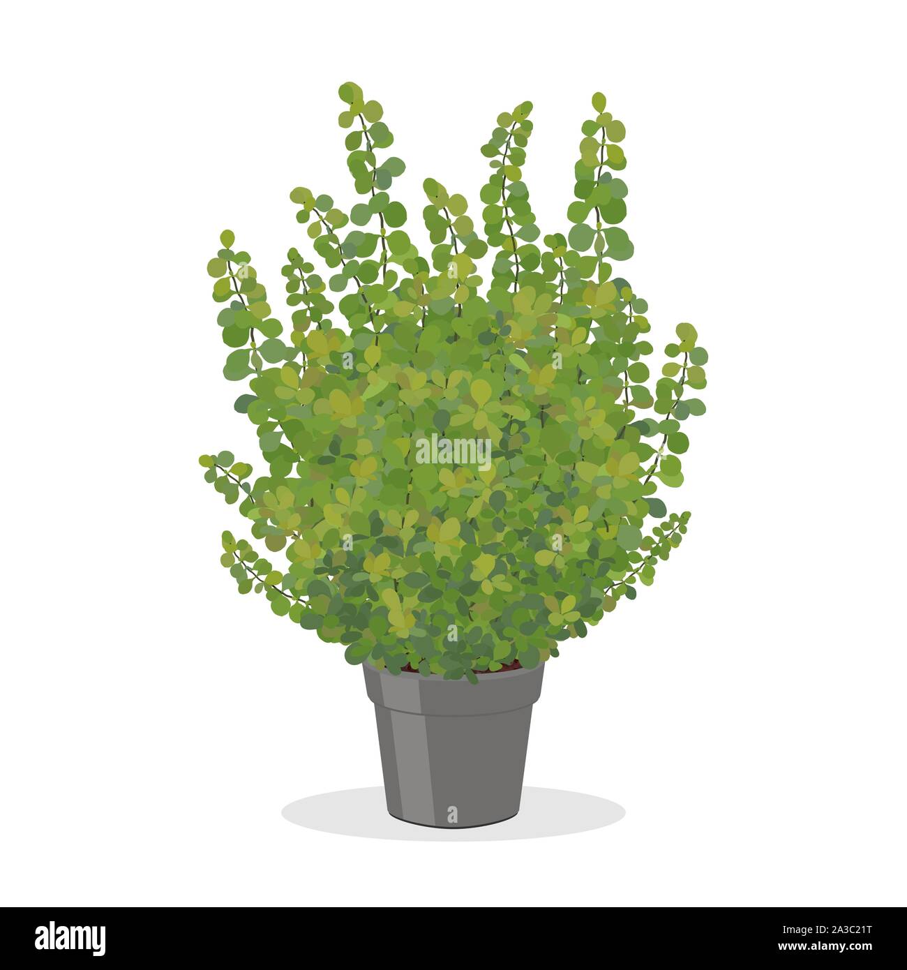 Specimen shrub pot Stock Vector Images - Alamy