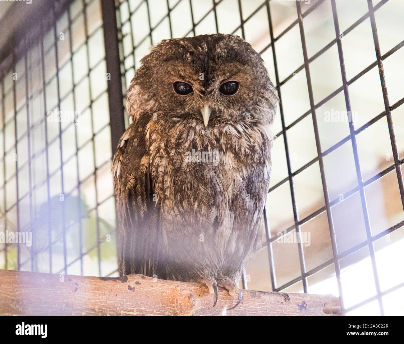 Caged owl hi-res stock photography and images - Alamy