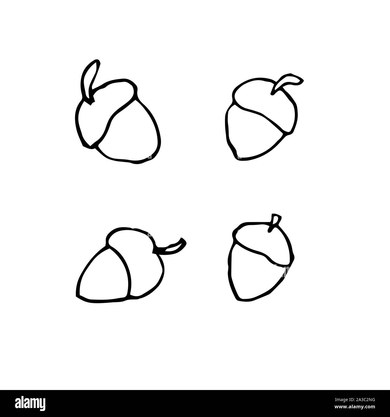 Set of acorns. Hand drawing sketch. Black outline on white background ...