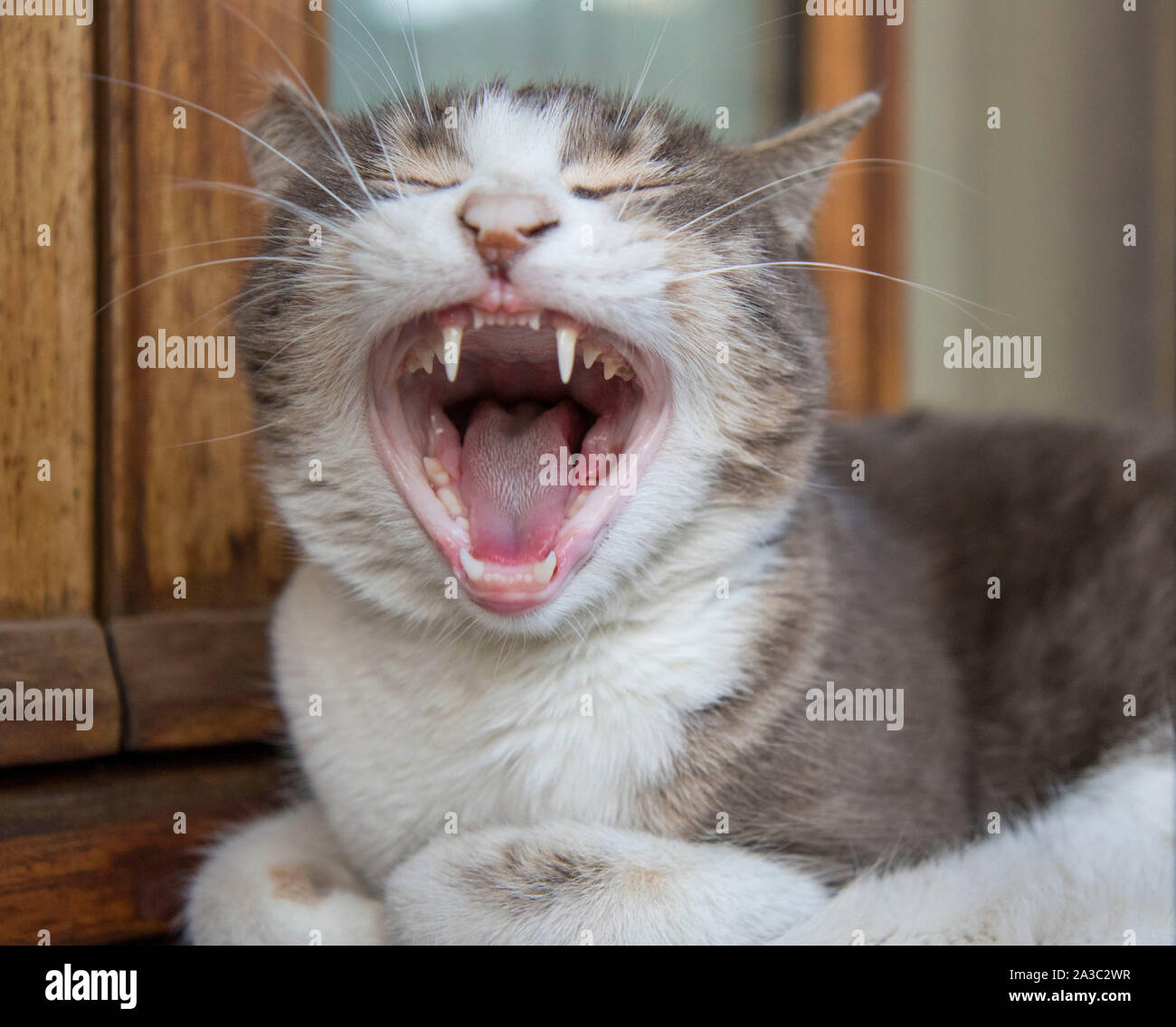 Cat showing its fangs hi-res stock photography and images - Alamy