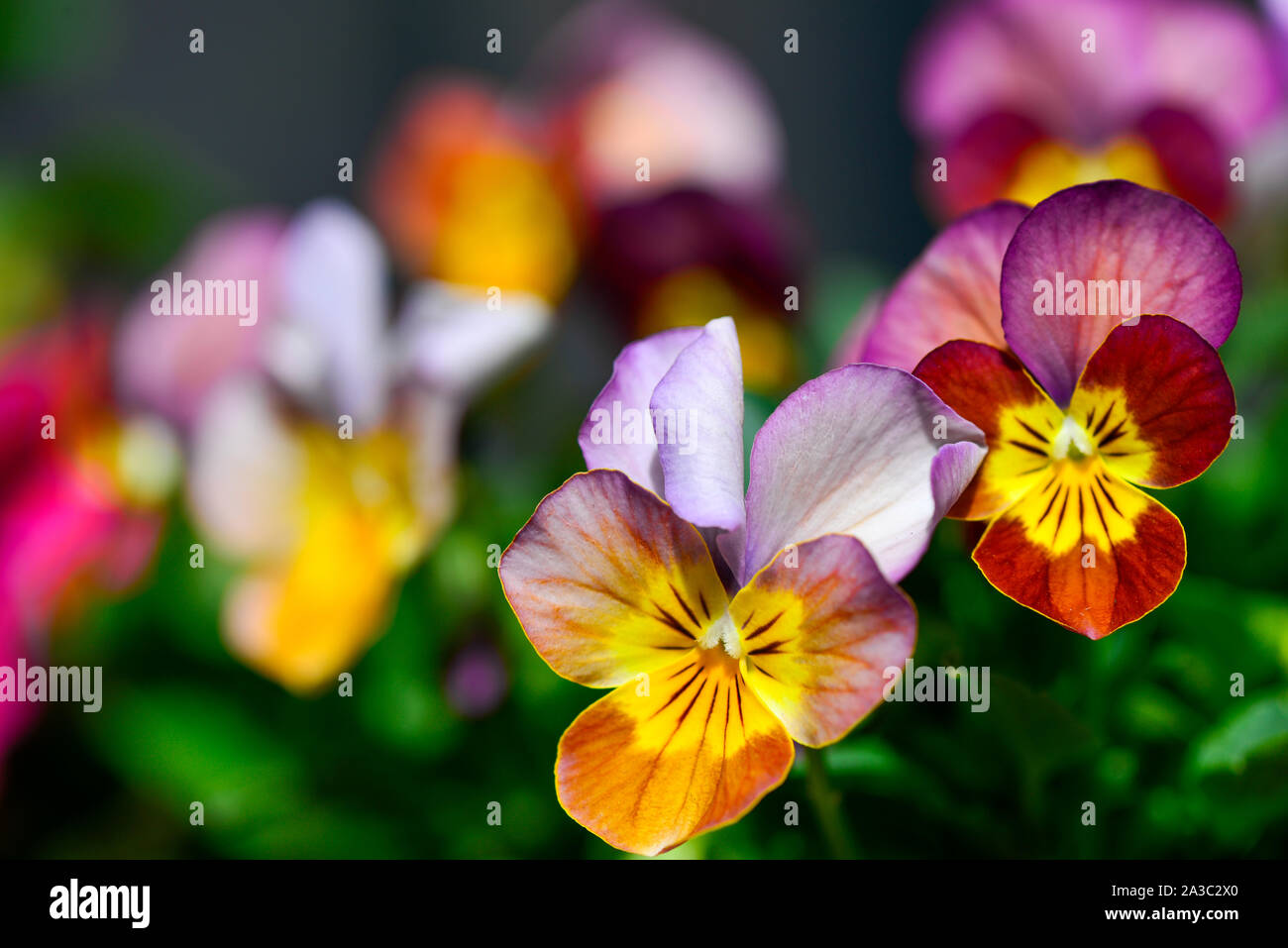 Purple Violet Pink Yellow Red Orange Maroon Blooming Petunia Flowers in ...
