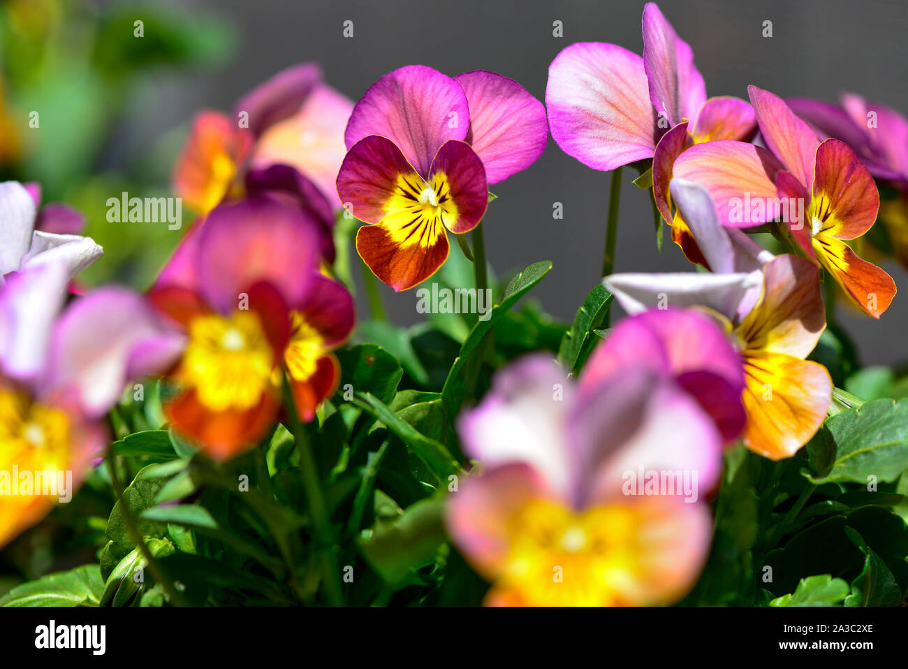 Maroon and yellow flowers hi-res stock photography and images - Alamy