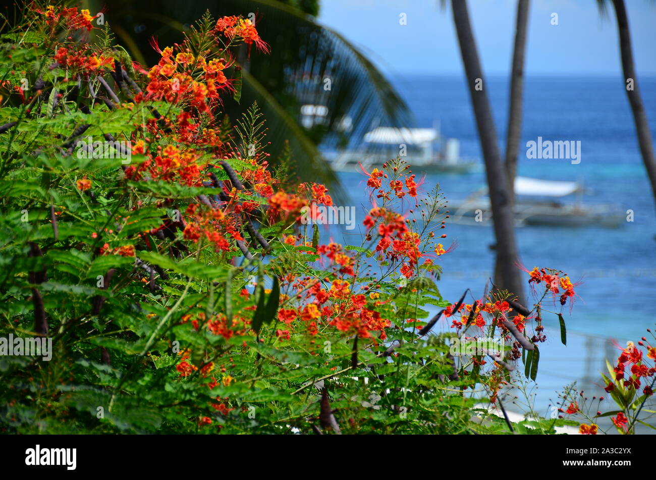 The view of the red flowers and the blue water Stock Photo - Alamy