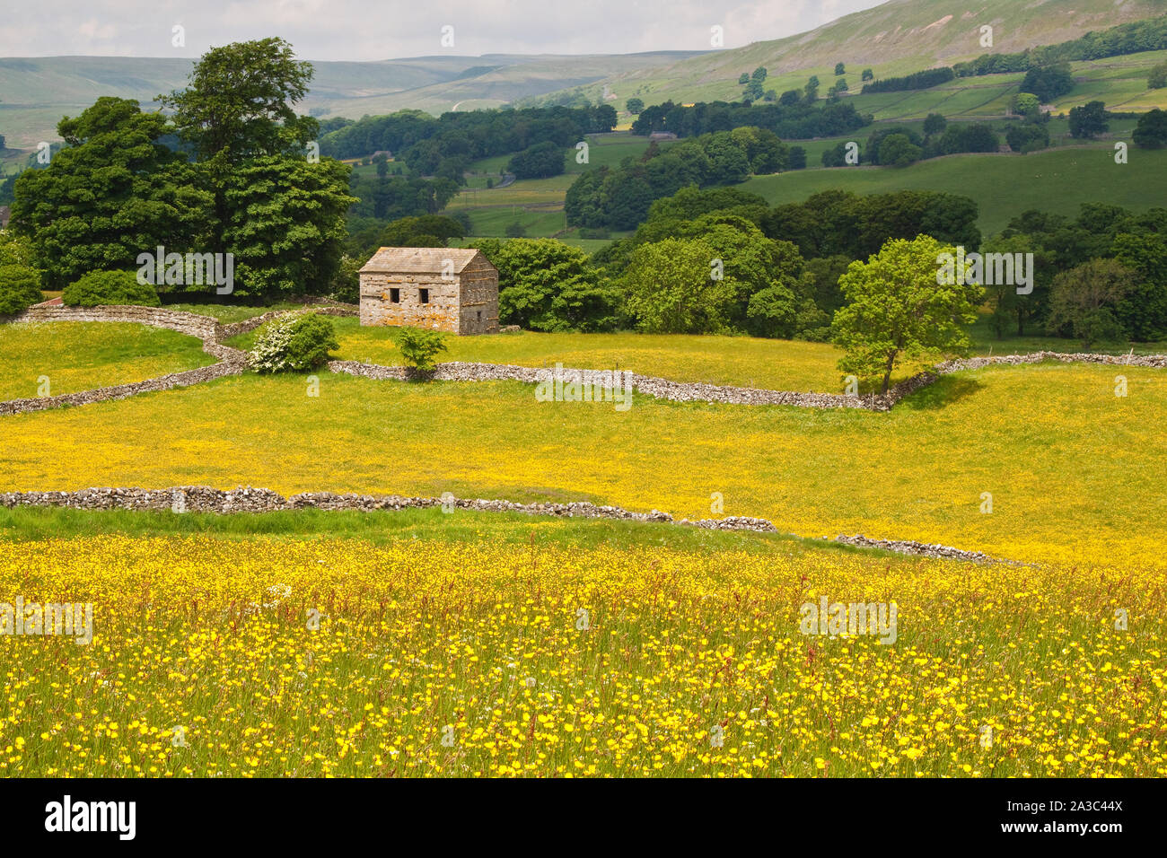Hay meadows in flower, Wensleydale Stock Photo - Alamy