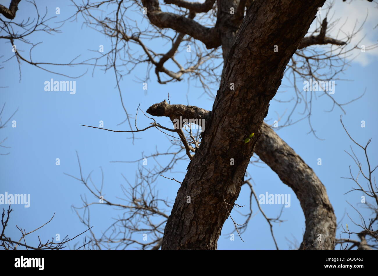 The view of the old dead tree Stock Photo - Alamy