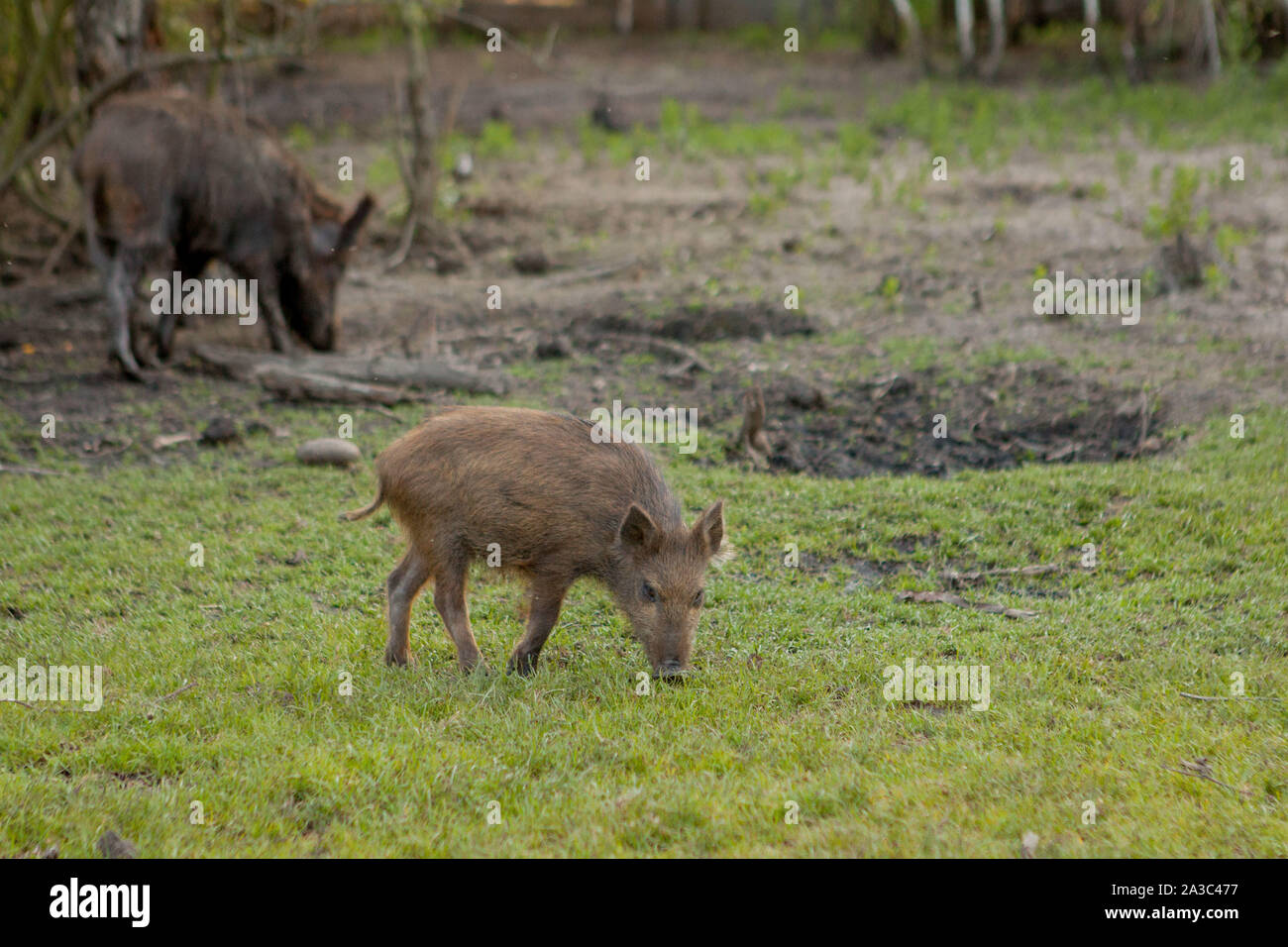 Family Group of Wart Hogs Grazing Eating Grass Food Together Stock ...