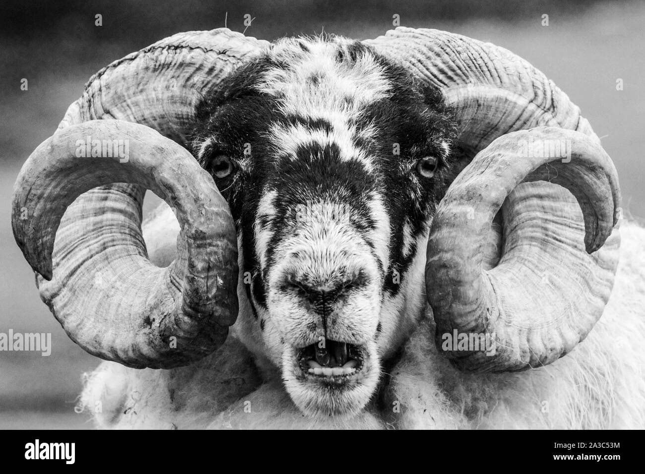 Real People With Horns