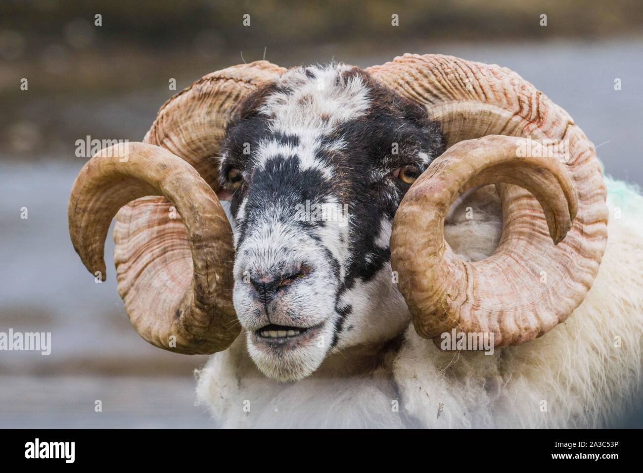 Sheep with horns on Isle of Harris, Outer Hebrides, Scotland, UK Stock ...