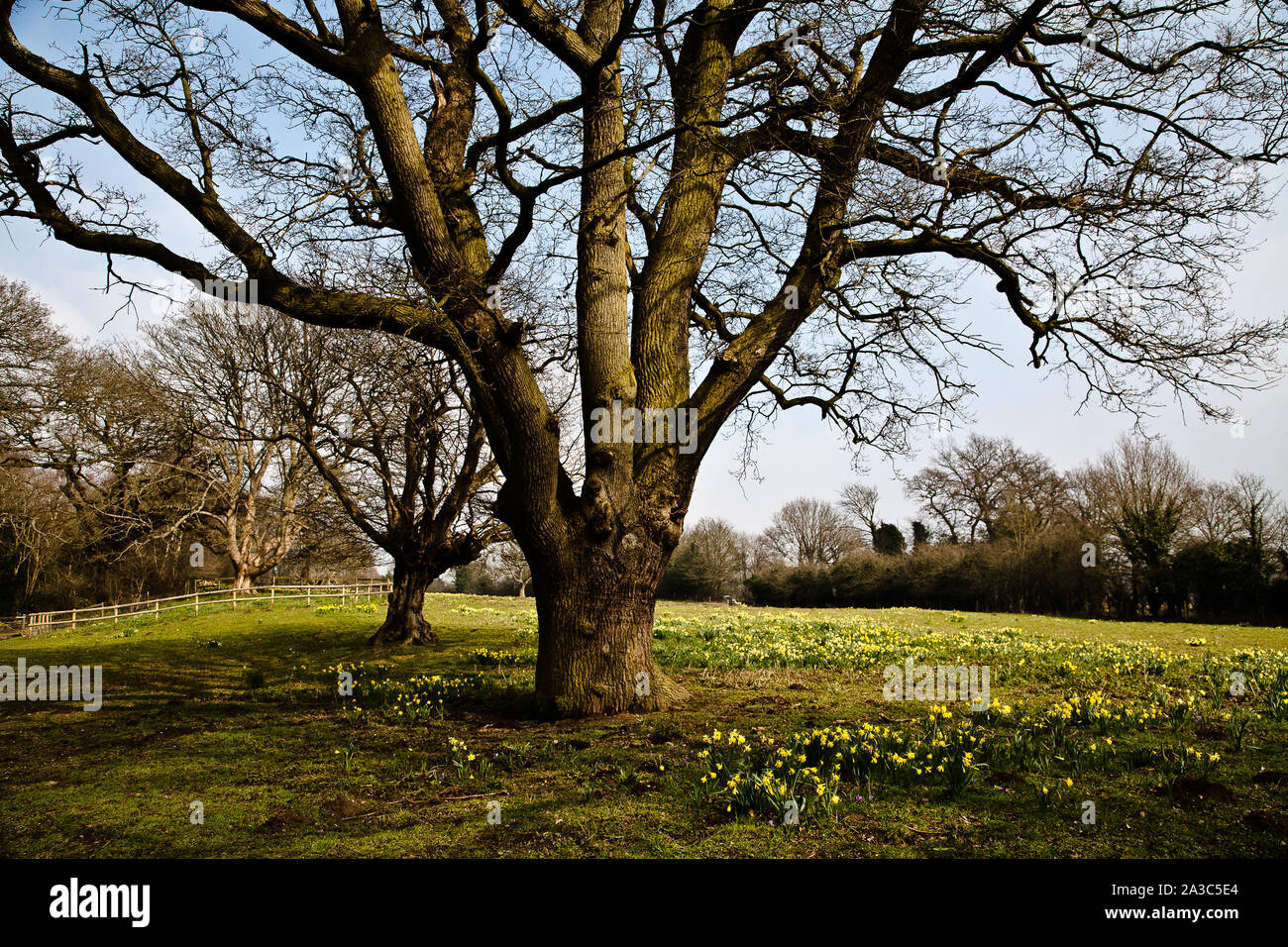 Warley place essex hi-res stock photography and images - Alamy