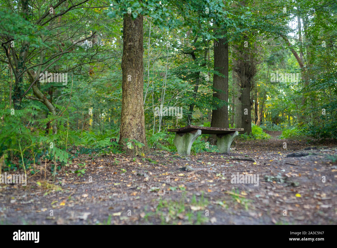 An old broken bench without backrest stands on a roadside in a forest ...