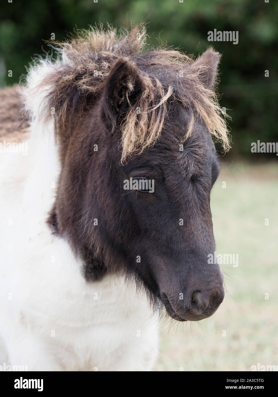 A cute miniature shetland pony foal in a paddock Stock Photo - Alamy
