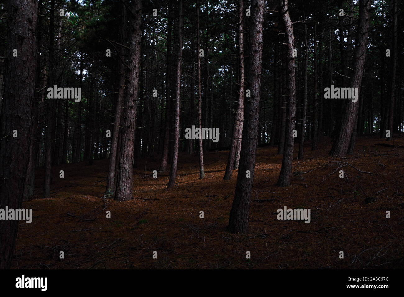 Bergerbos hi-res stock photography and images - Alamy