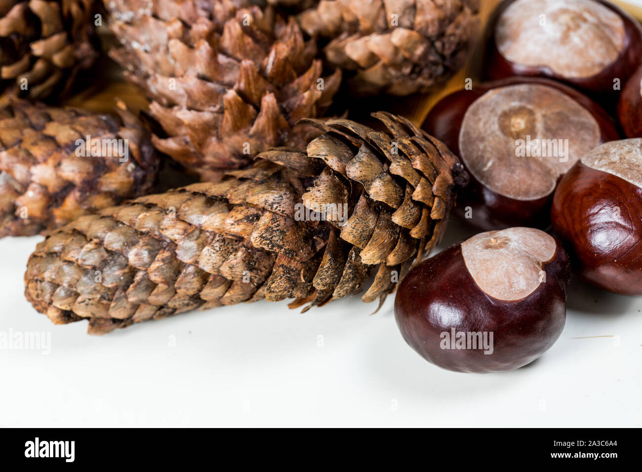 fir cones with chestnuts on a white background Stock Photo - Alamy