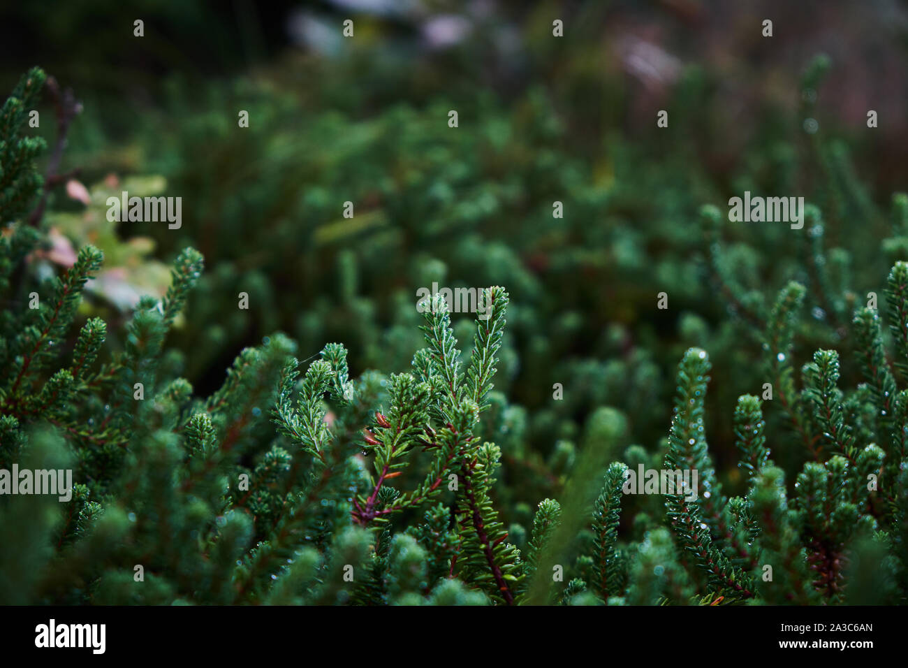 Heather texture hi-res stock photography and images - Alamy
