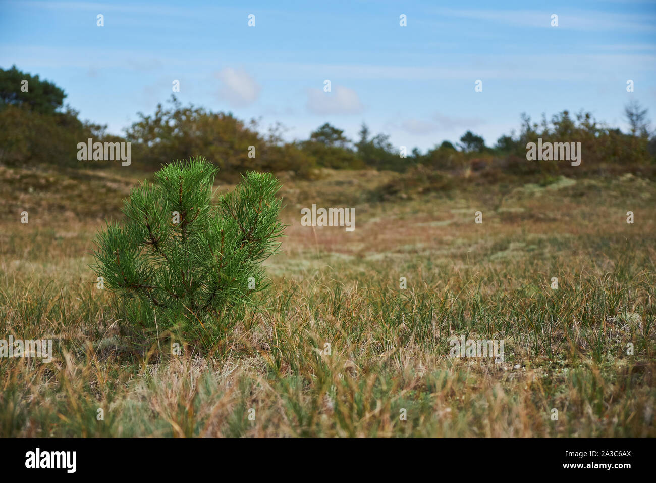 A baby pine tree growing in an empty field in the dunes in Bergen Noord ...