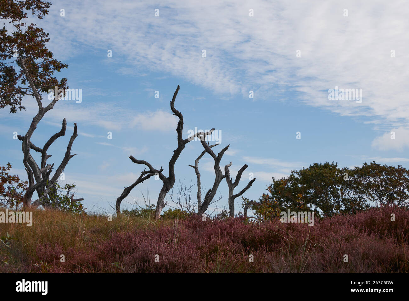 Purple blooming trees hi-res stock photography and images - Alamy
