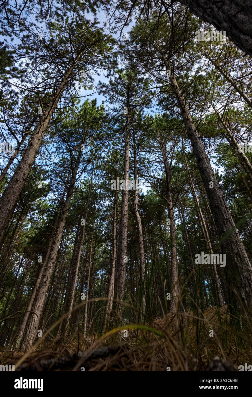Panorama of tall towering pine trees in October in Bergen Noord-Holland ...