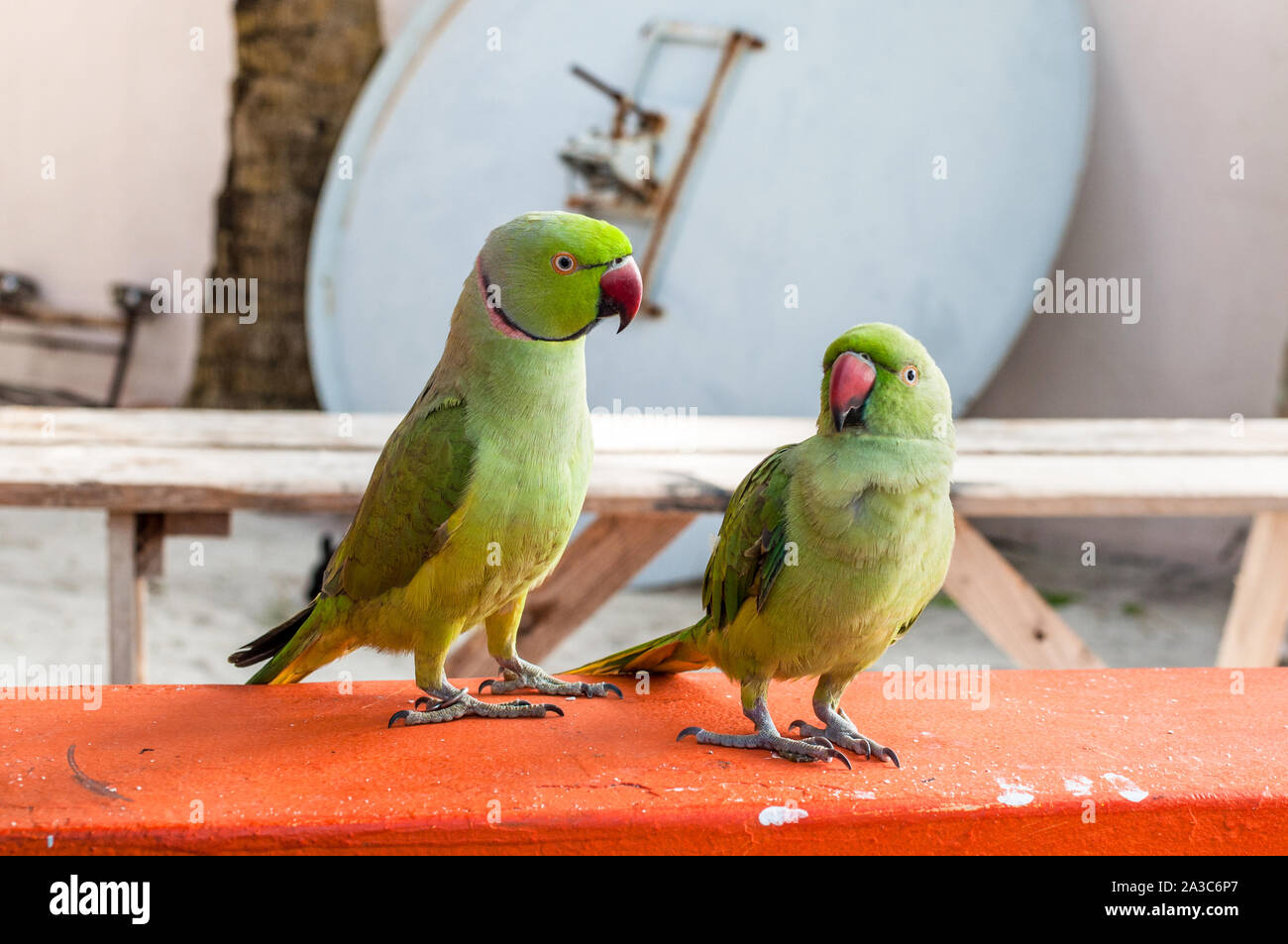 A pair of green parrots are sitting on a parapet on the Maafushi Island ...