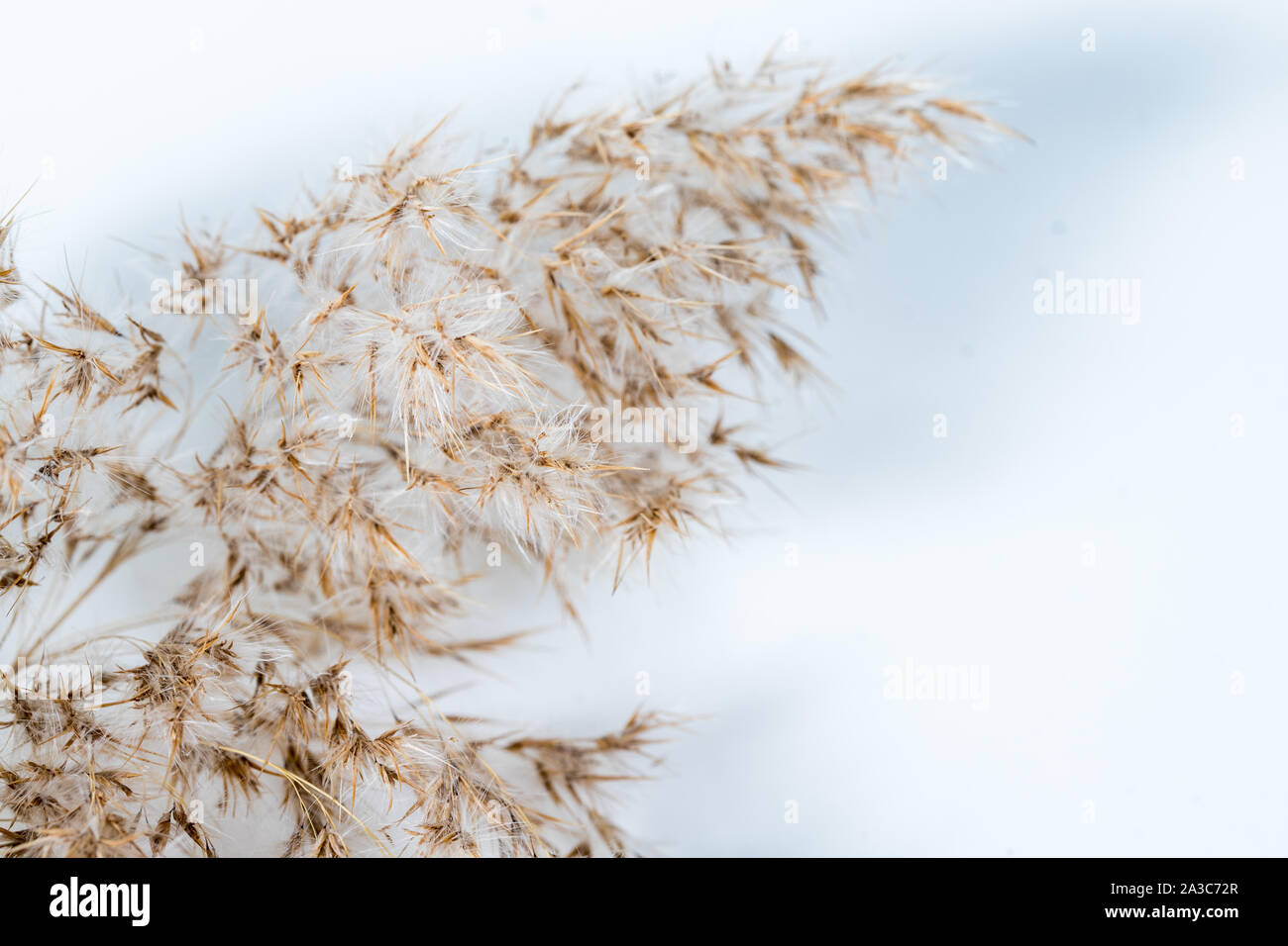 Beautiful dry golden grass hi-res stock photography and images - Alamy