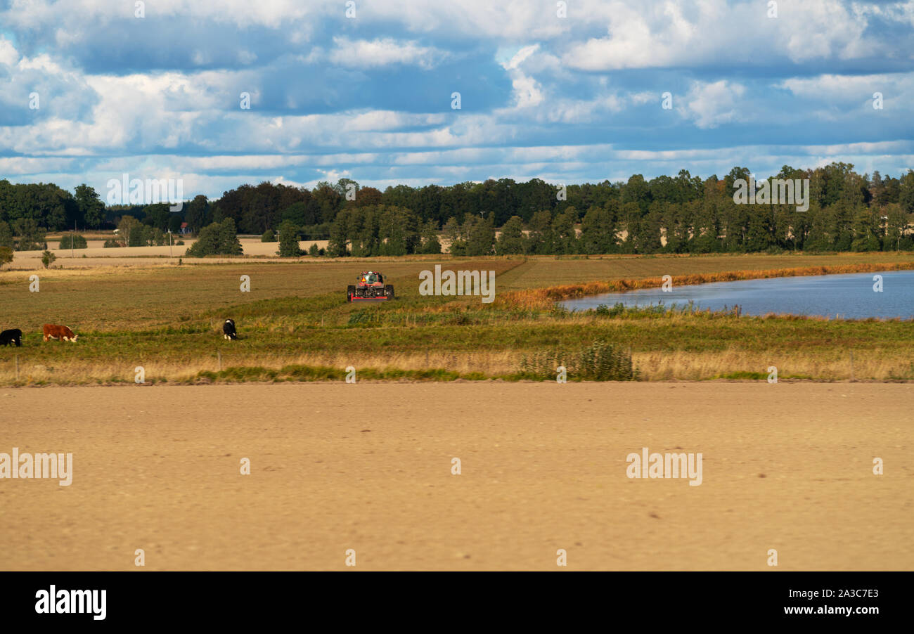 Scenic agricultural landscape with cattle grazing in a pasture ...