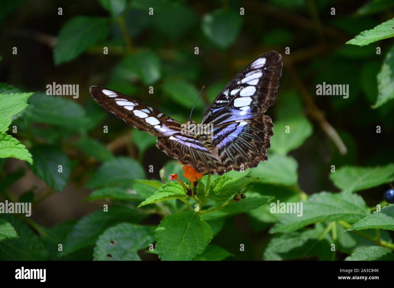 The butterfly on a leaf Stock Photo - Alamy