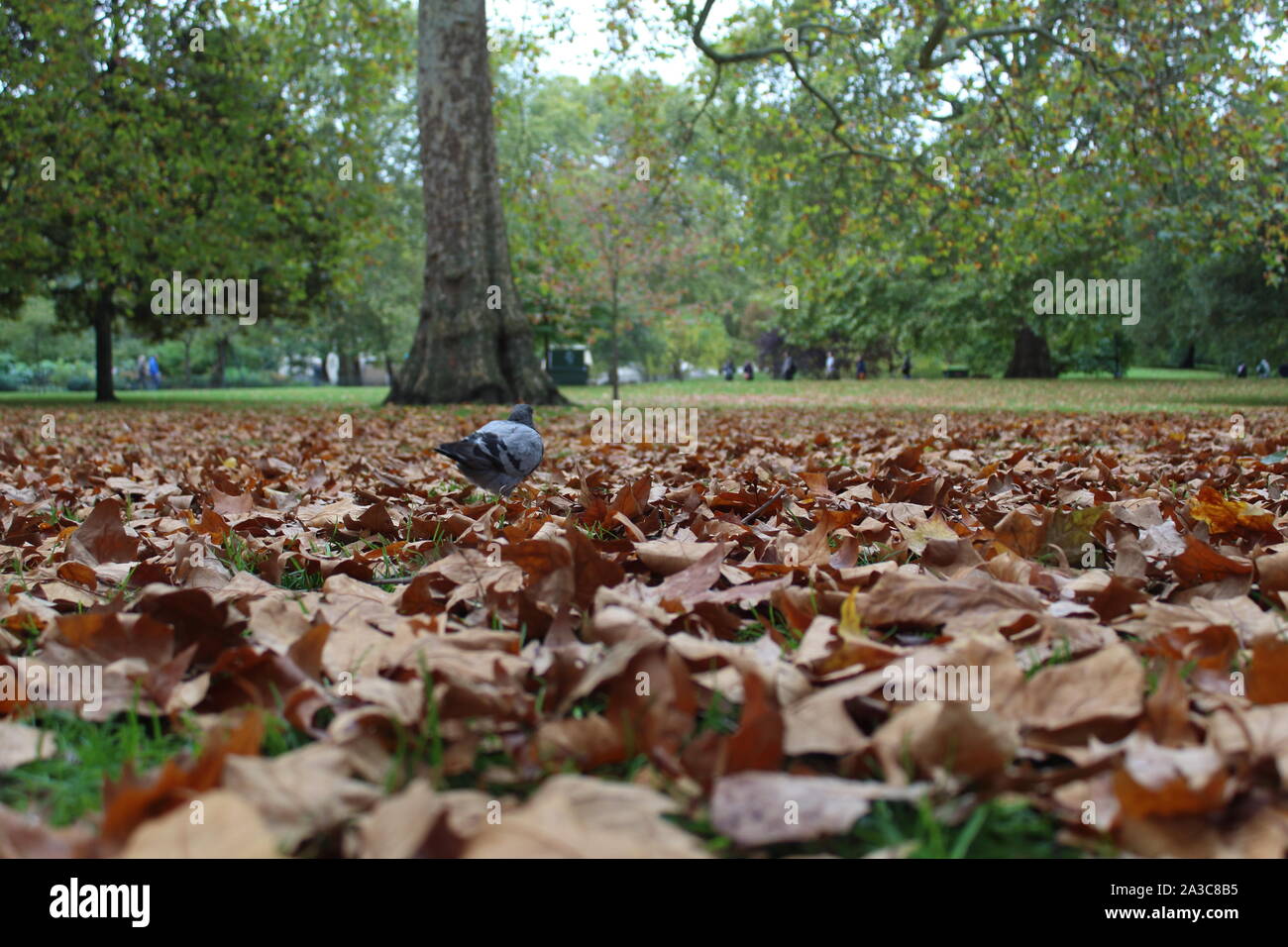 nature in its finest form Stock Photo - Alamy