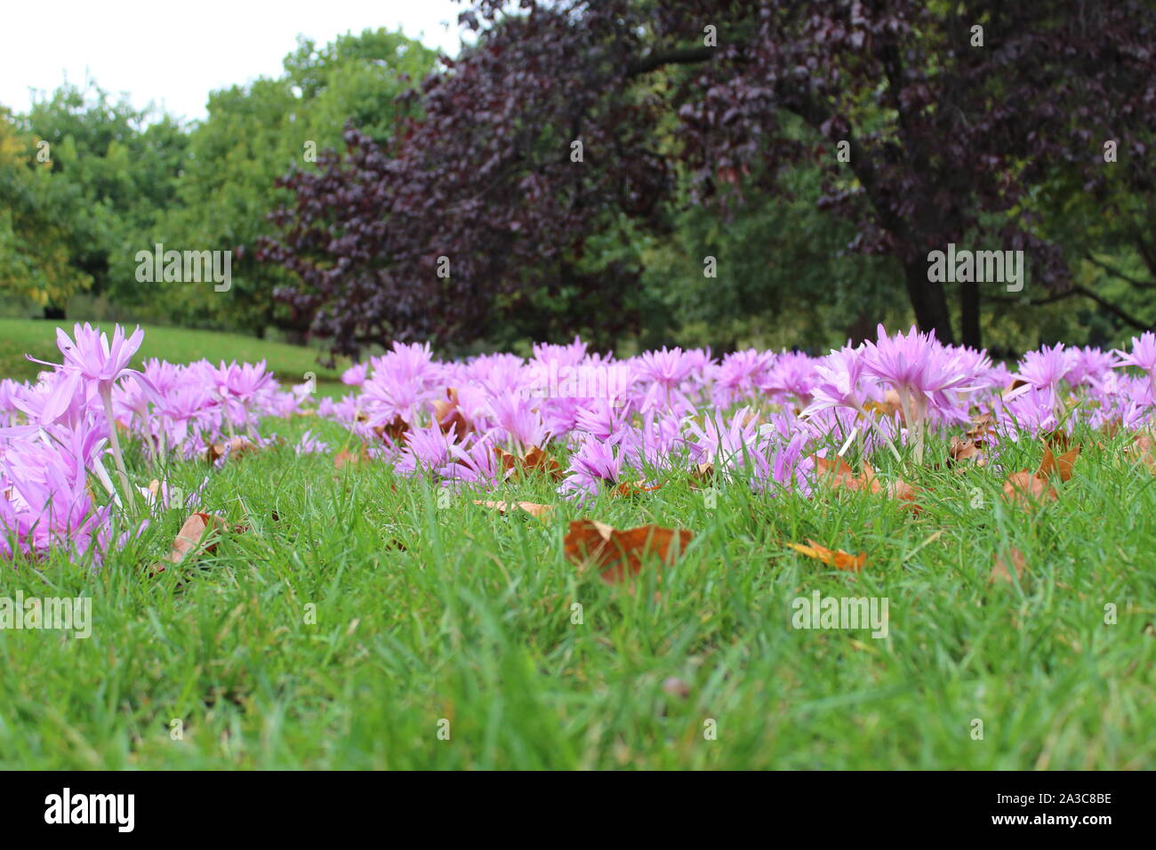 nature in its finest form Stock Photo - Alamy