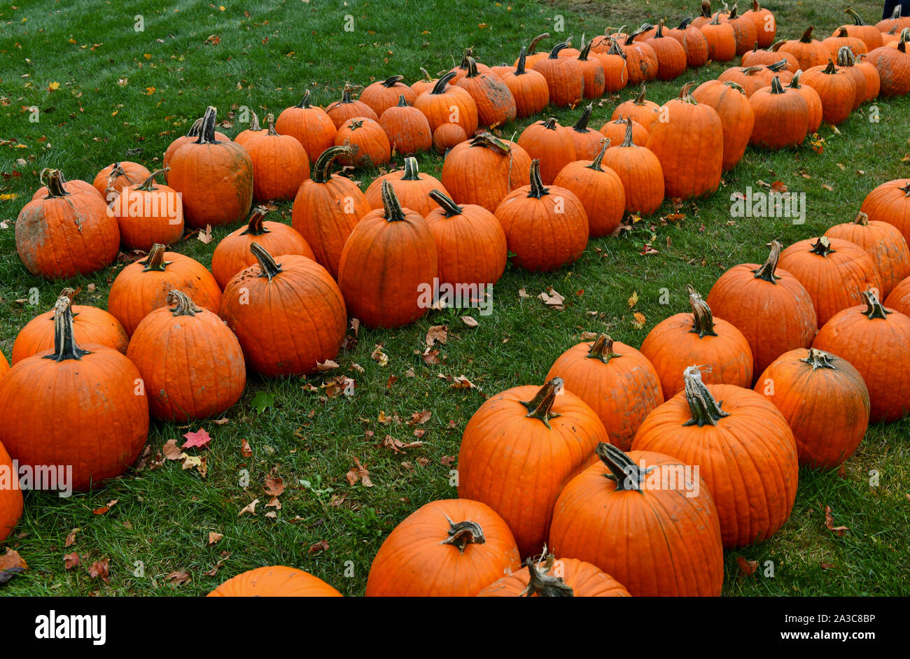 Horticuiltural hi-res stock photography and images - Alamy