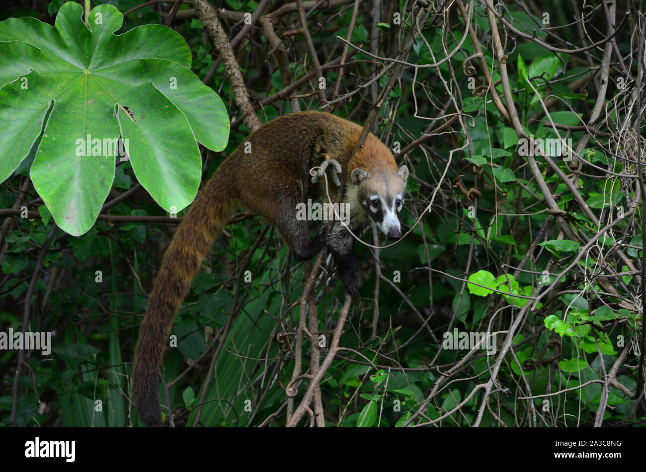 Coati mexico hi-res stock photography and images - Alamy