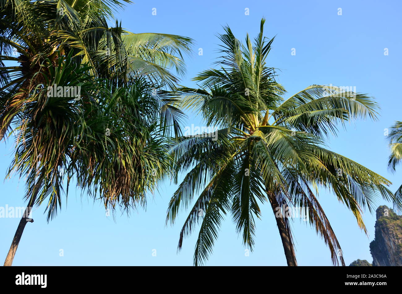 The view of the palm tree Stock Photo - Alamy