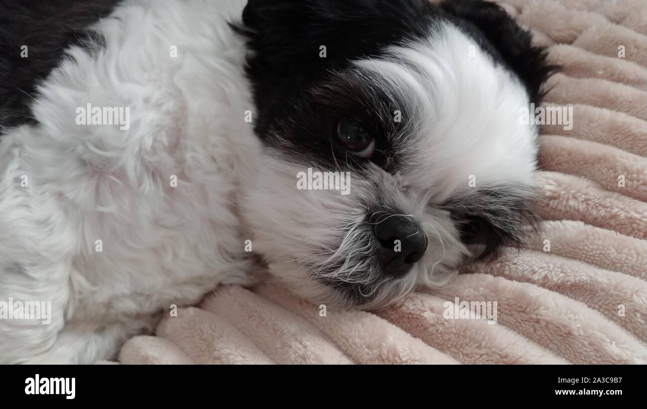 Shih-tzu dog sitting on a couch Stock Photo - Alamy