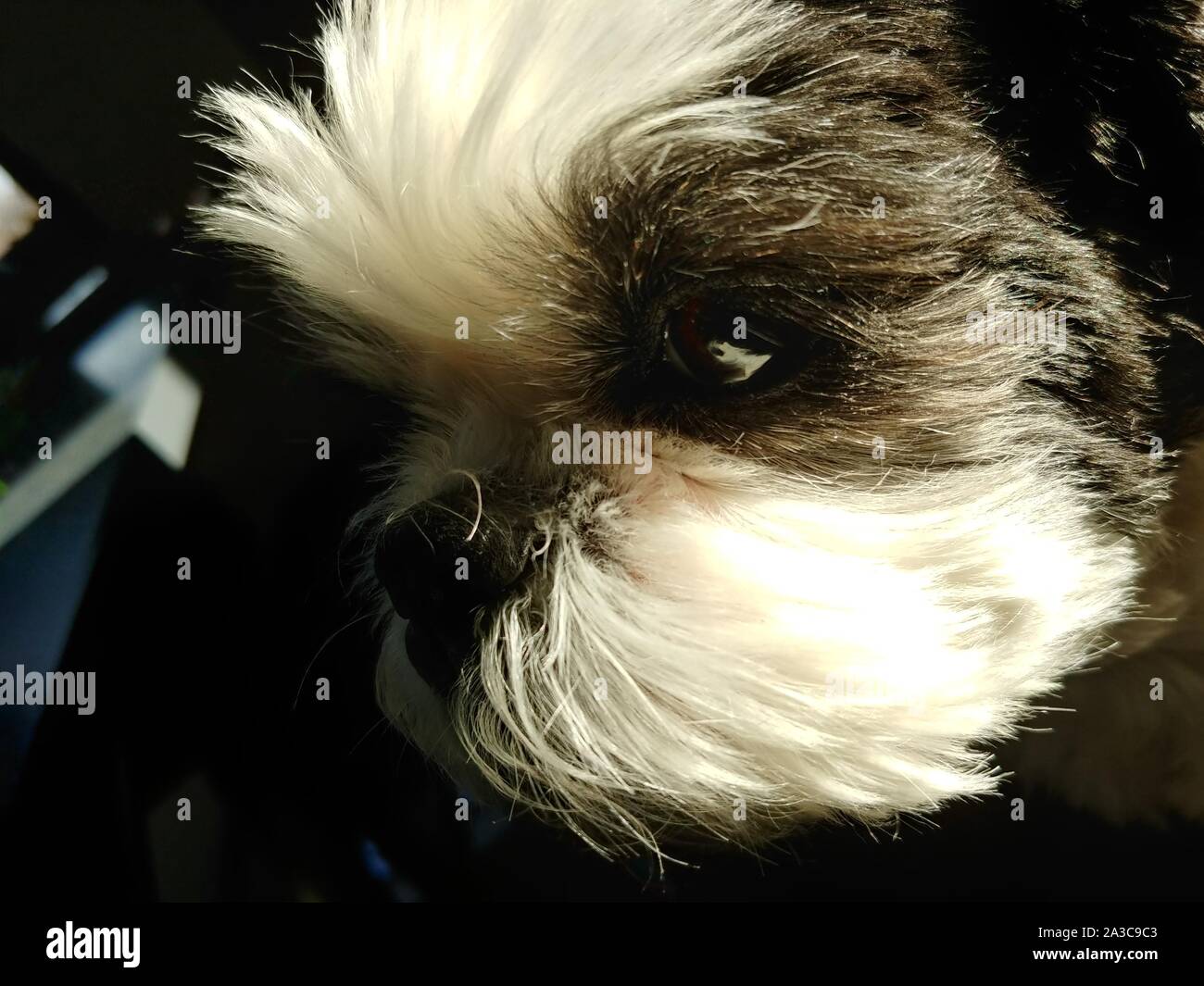 Shih-tzu dog sitting on a couch Stock Photo - Alamy