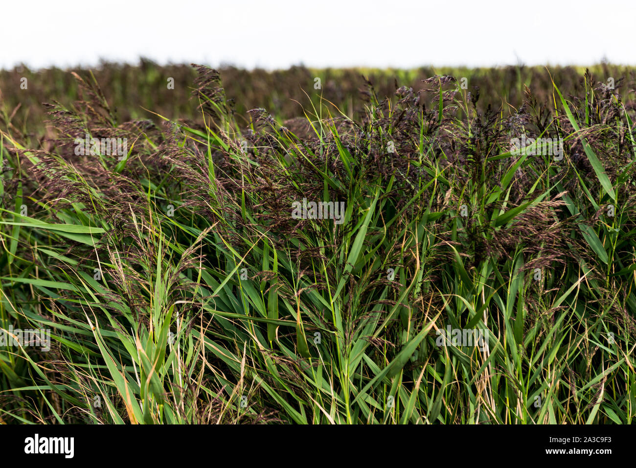 Grass near sea hi-res stock photography and images - Alamy