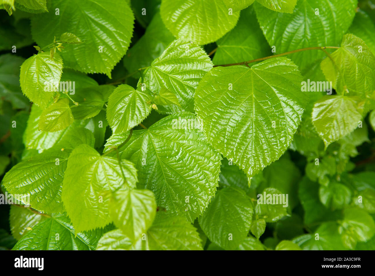 Fresh light green leaves from the lime tree shine in the sun Stock ...