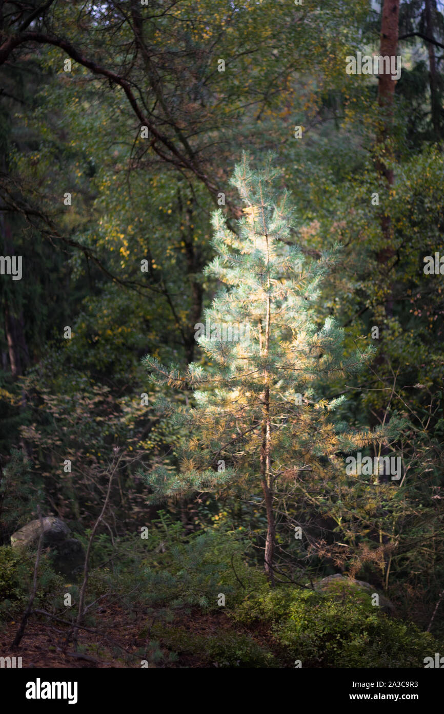 Young alone but rising and shining tree, standing out from crowd ...