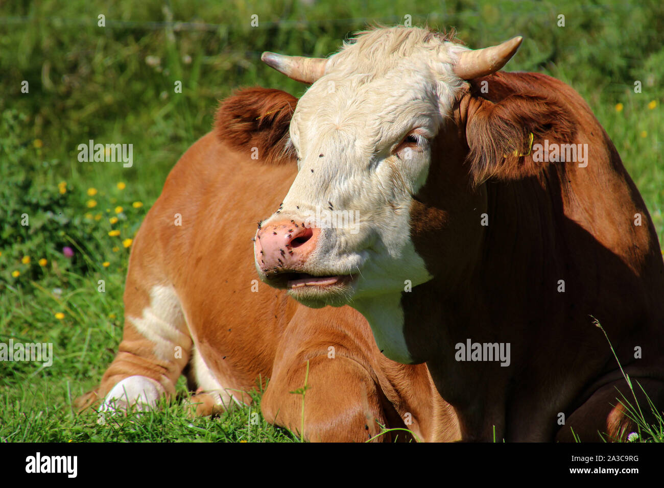 Beige cow on green mountain hi-res stock photography and images - Alamy