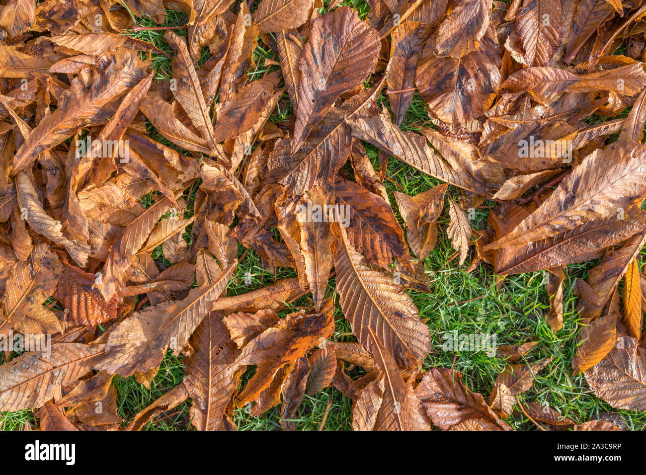 Autumn gold brown leaf, can be used as background Stock Photo - Alamy
