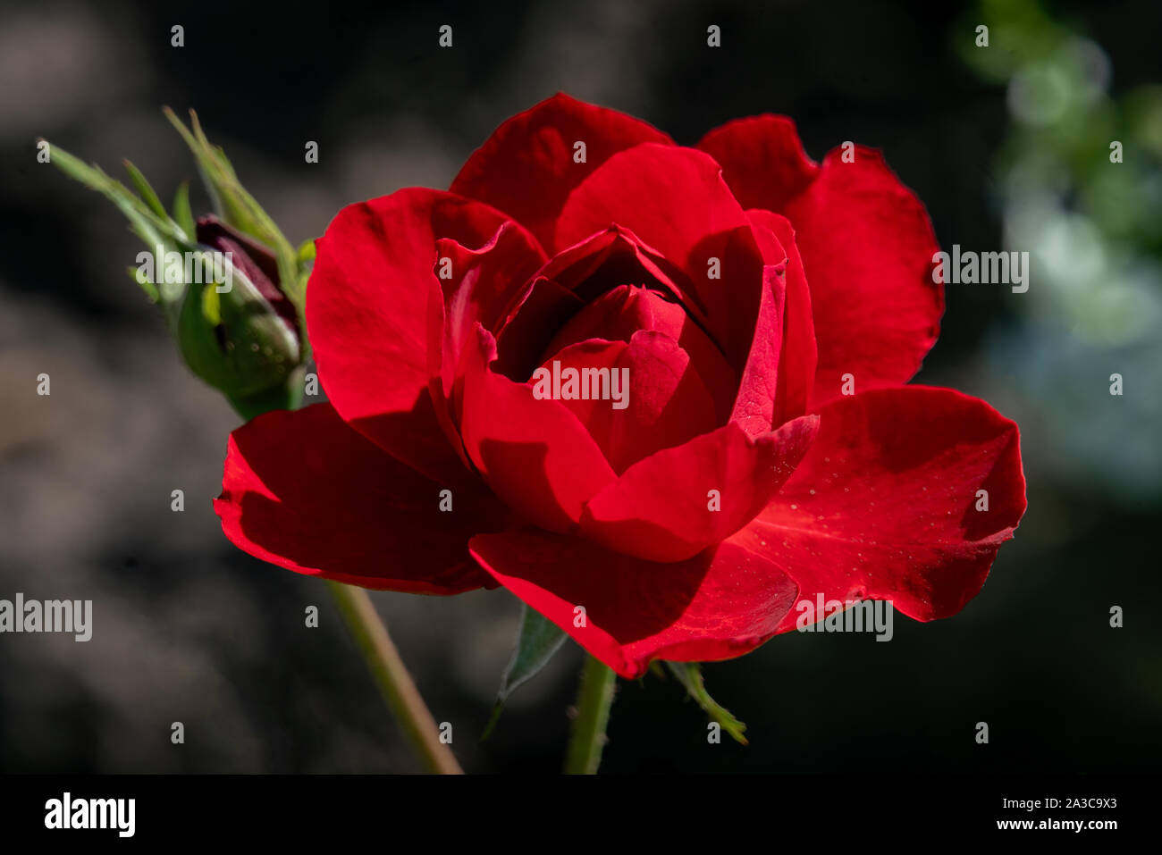 Happy wanderer hi-res stock photography and images - Alamy